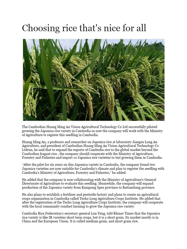 Choosing Rice That | Download Free PDF | Rice | Cambodia