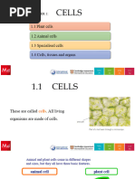 Specialised Animal Cells - Living Organisms - KS3 Biology - BBC ...