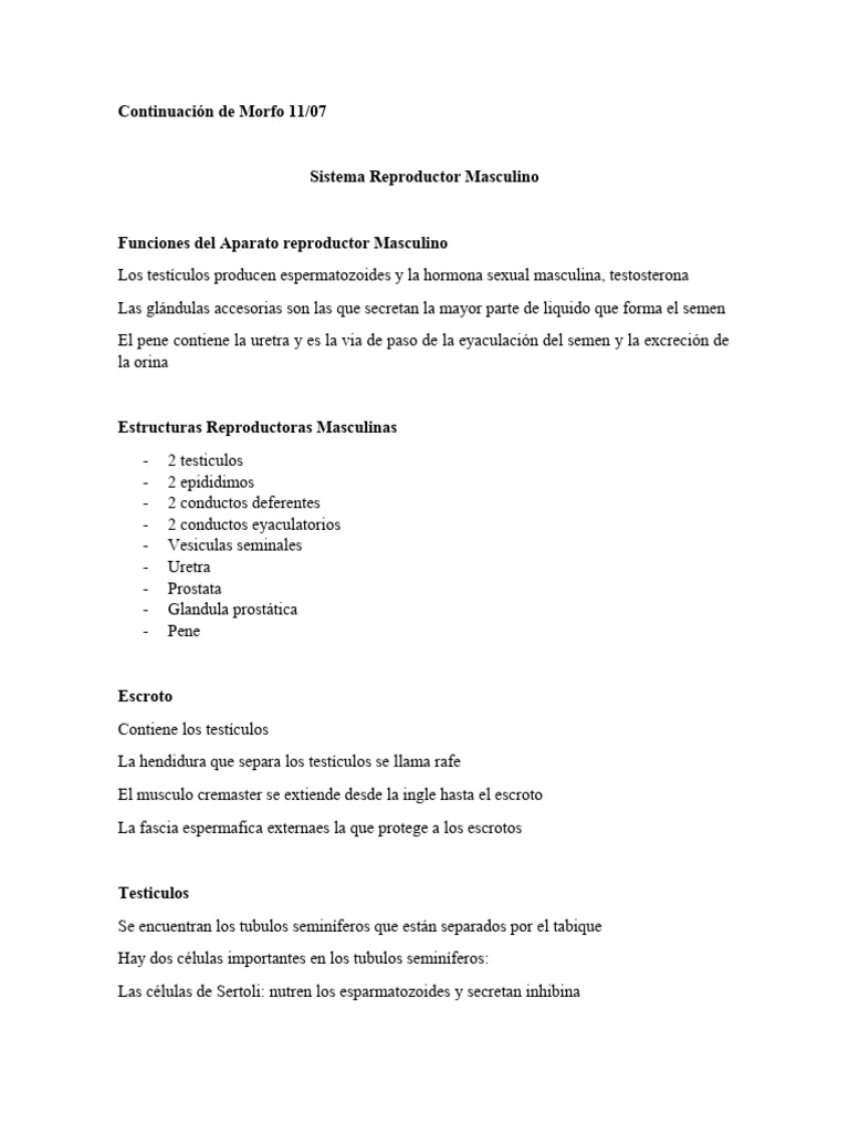 Morfo | PDF | Riñón | Estómago