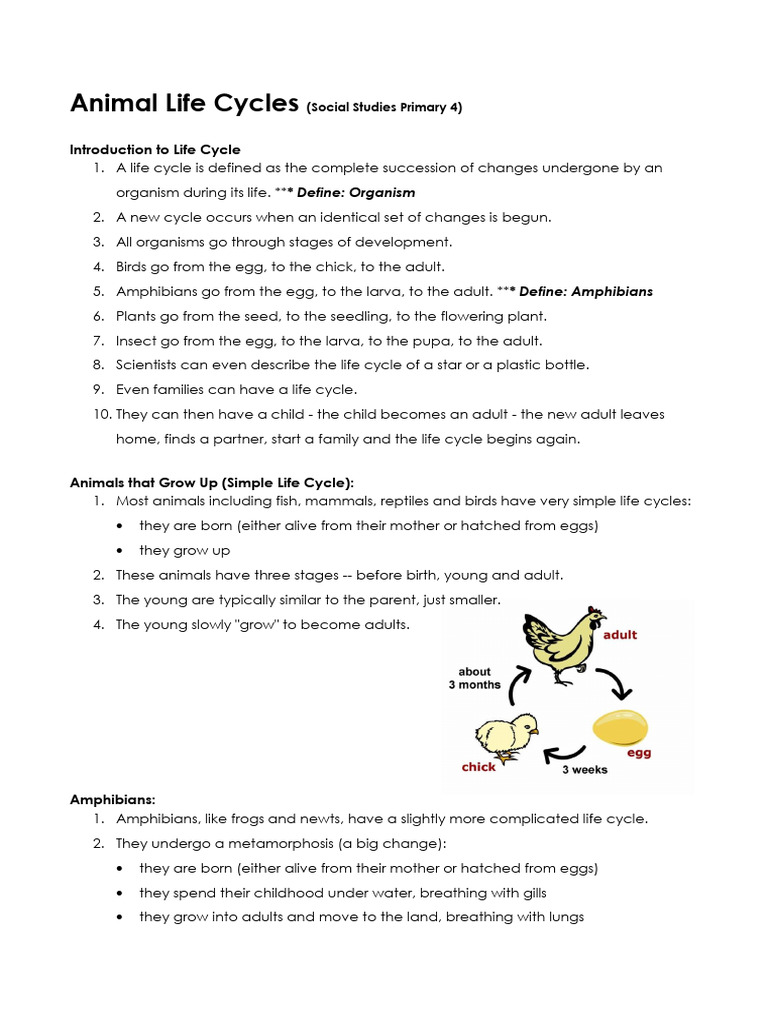 Animal Life Cycles | PDF | Frog | Amphibian