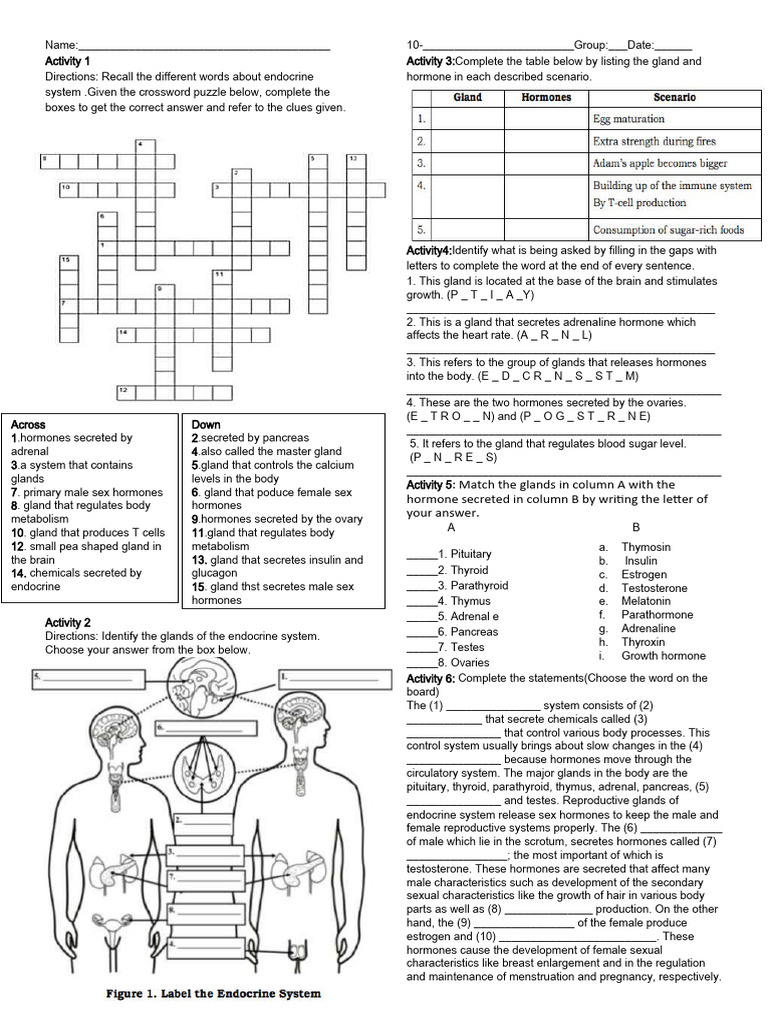 Endocrine System Activity Sheet | PDF | Endocrine System | Hormone