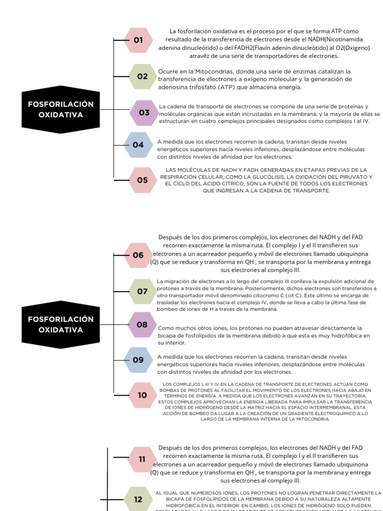 Fosforilación Oxidativa | PDF | Trifosfato de adenosina | Cadena de transporte de electrones
