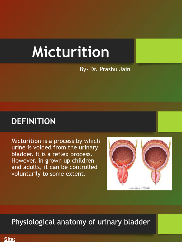 Micturition | Download Free PDF | Urination | Nerve
