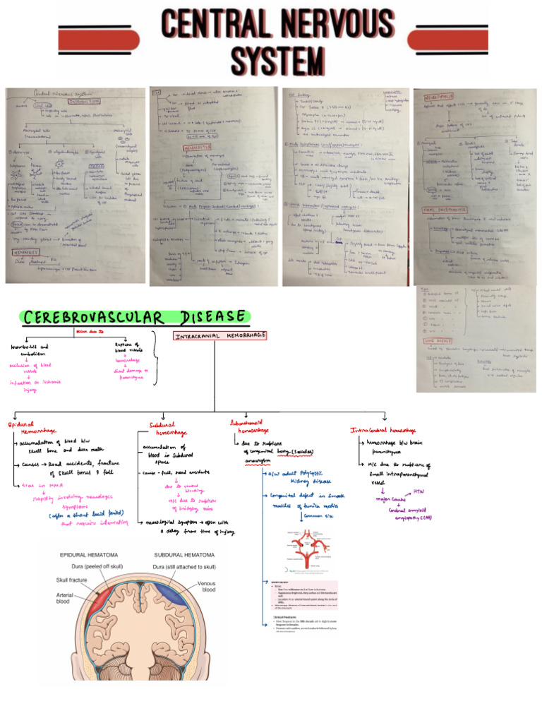CNS Pathology | PDF | Angiology | Medical Specialties