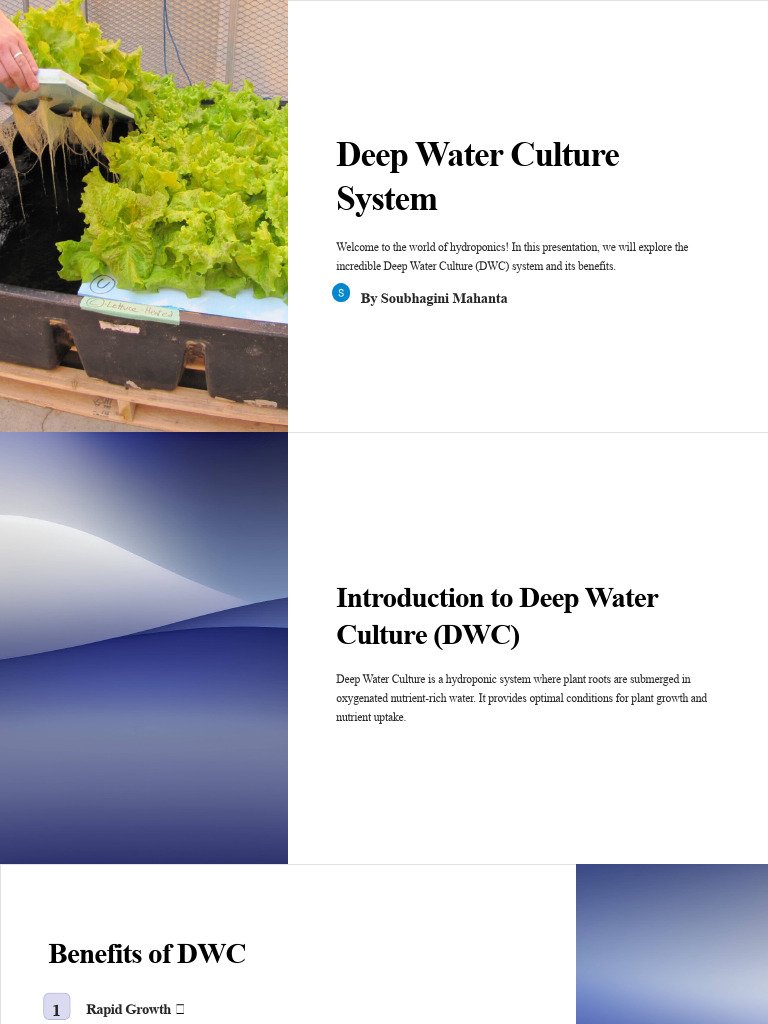 Deep Water Culture Hydroponics Guide | PDF | Hydroponics | Botany