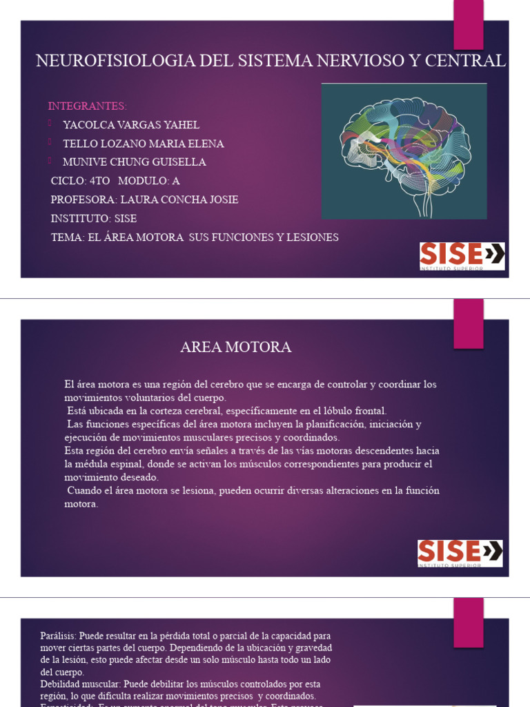 Funciones y Lesiones del Área Motora | PDF | Cerebro | Neurociencia