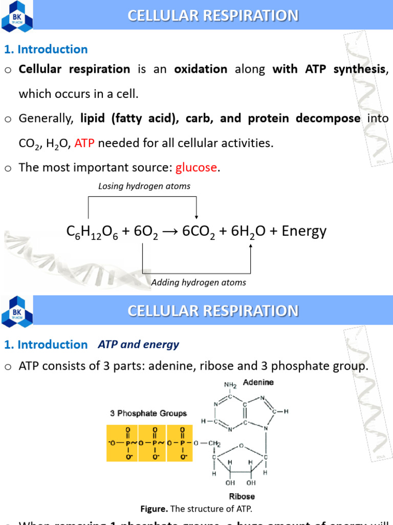 C 4 - 1 - Cellular Respiration Process | PDF | Cellular Respiration ...