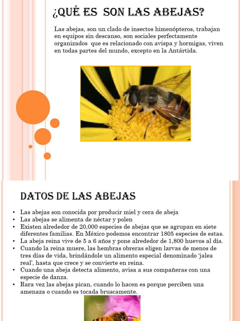 Abejas | PDF | Hogar, jardinería y bricolaje | Ciencia y matemáticas