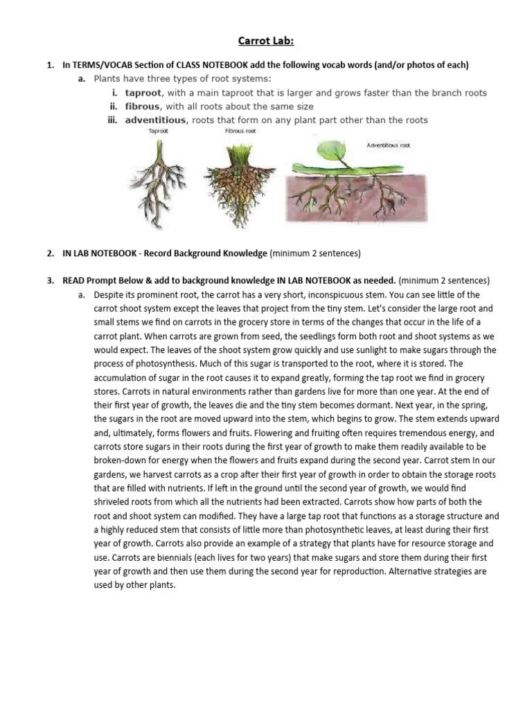 Root Lab | PDF | Root | Plant Stem