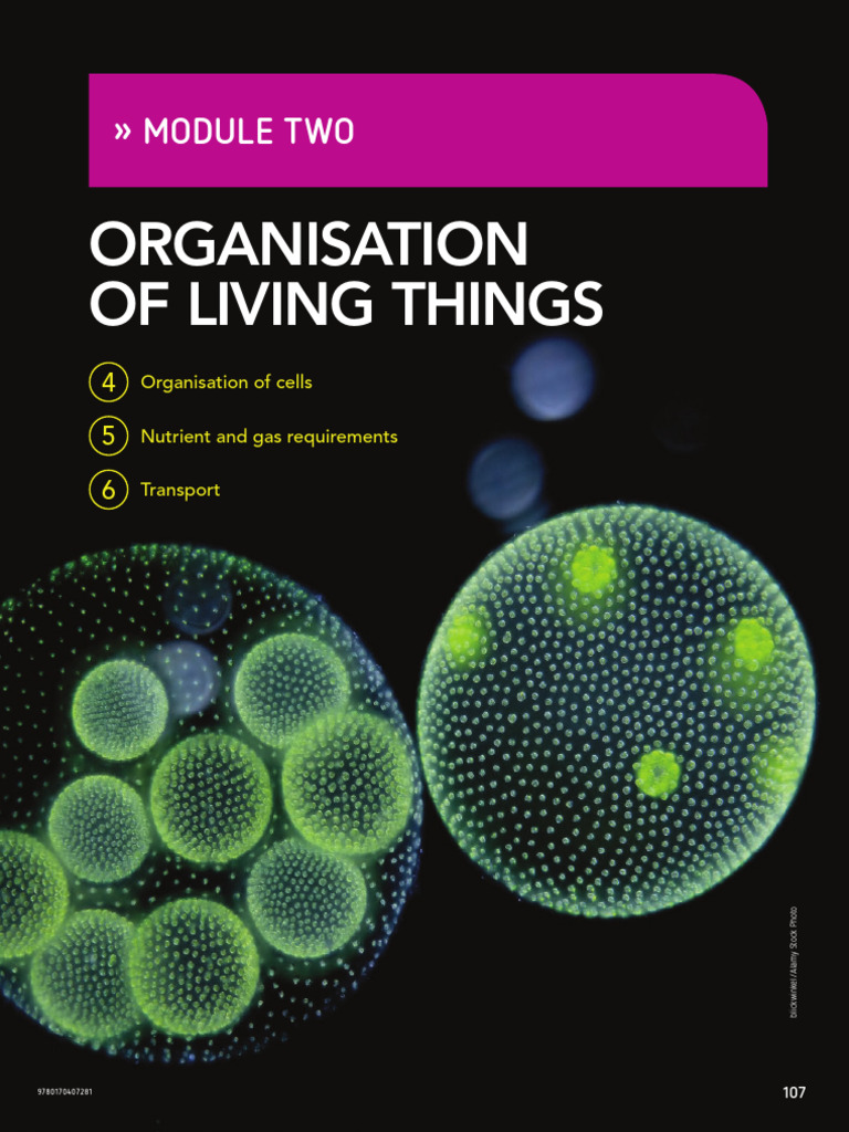 Organization of Living Things: Cells | PDF | Cell (Biology) | Prokaryote