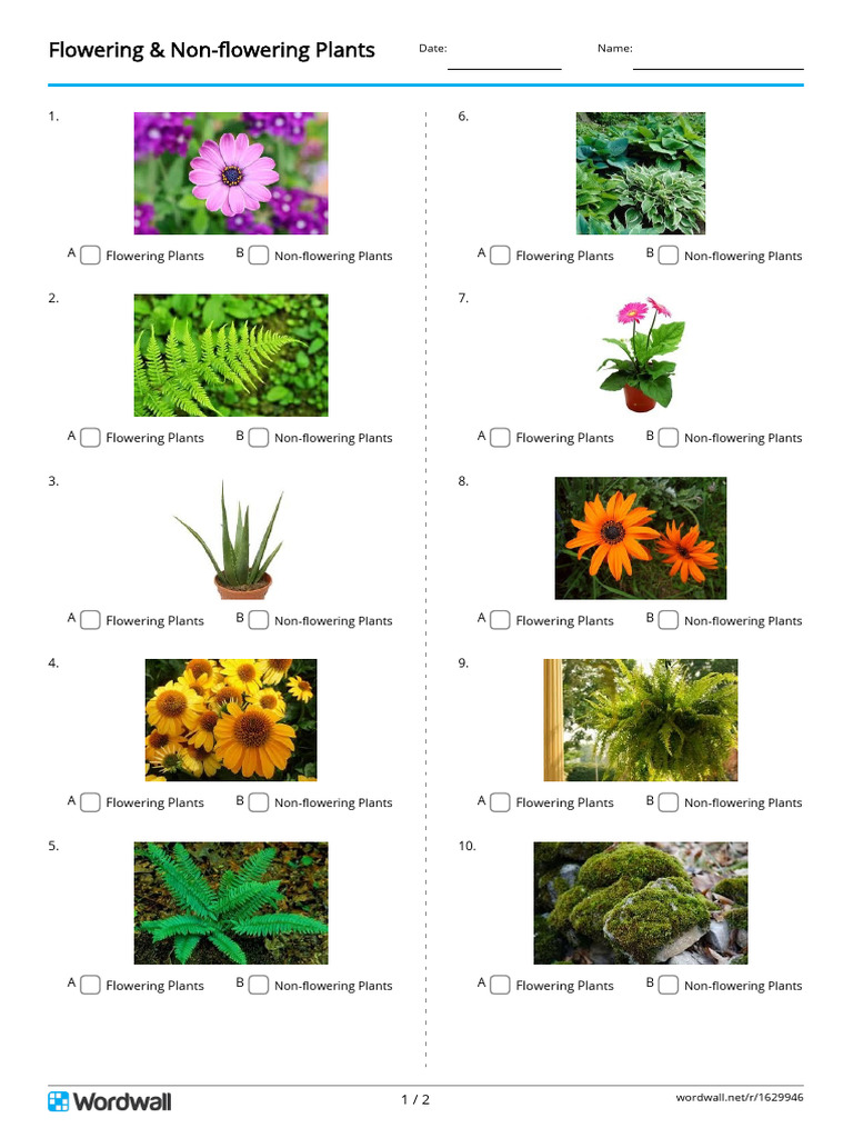 Flowering Non Flowering Plants Quiz | PDF