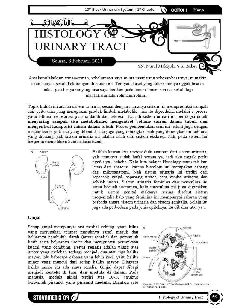 LO Histology of Urinary Tract | PDF