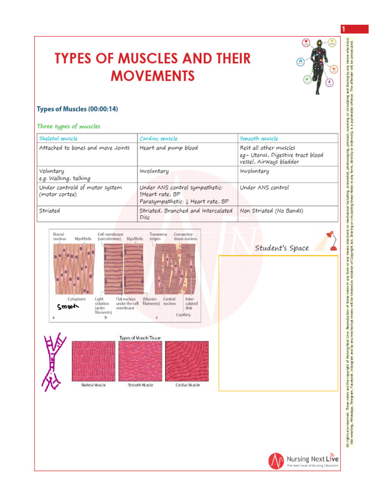 Types of Muscles and Their Movements | PDF | Muscle | Skeletal Muscle