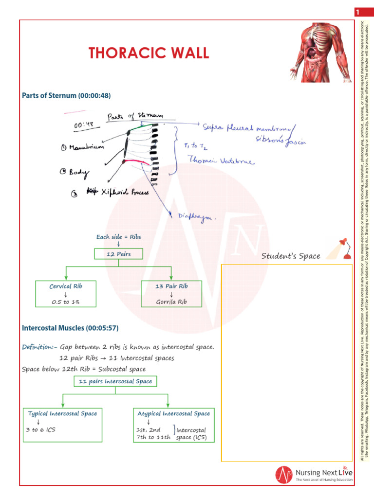 Thoracic Wall | PDF | Thorax | Anatomy