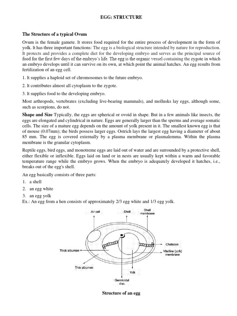 202004080636590834shailie Egg Structure | Download Free PDF | Yolk ...