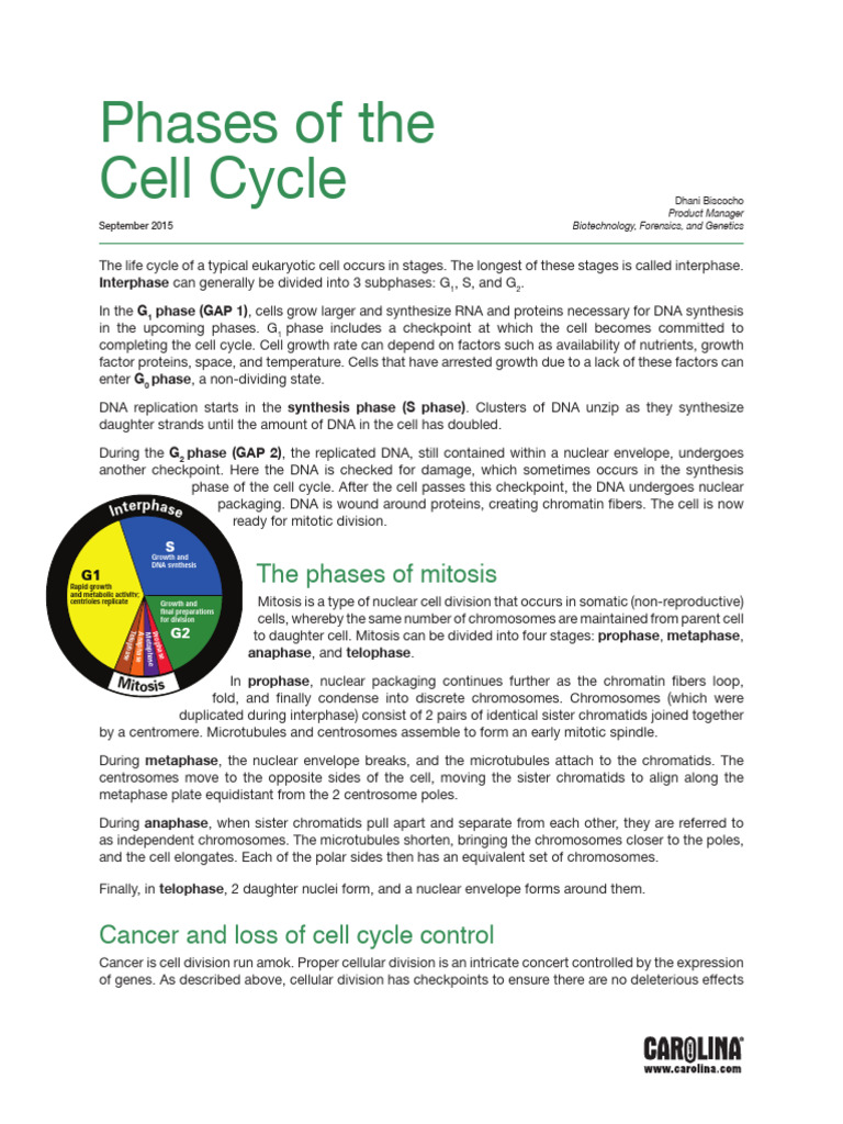 Cell Cycle | PDF | Mitosis | Chromosome