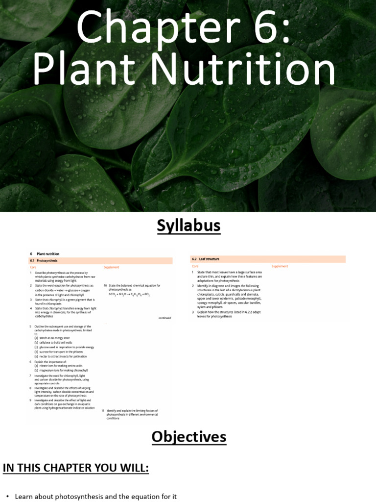 Chapter 6 Plant Nutrition | PDF | Leaf | Photosynthesis