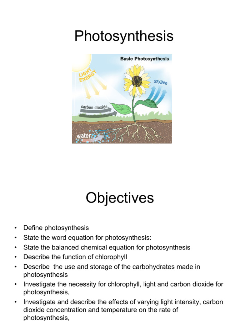 Chapter 6 Photosynthesis | PDF | Leaf | Photosynthesis