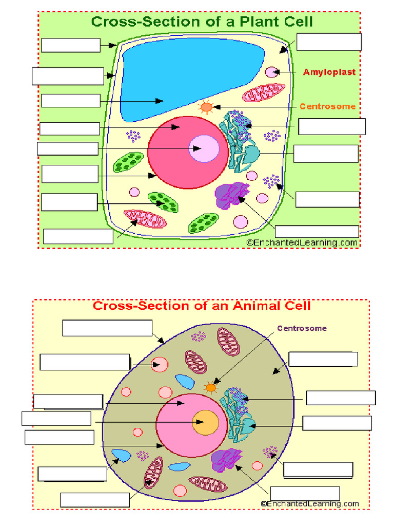 Plant and Animal Cell Activity Sheet | PDF