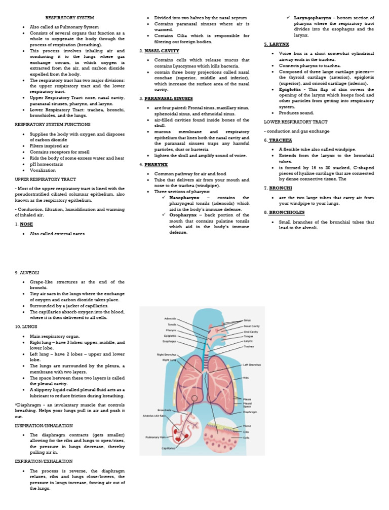 Respiratory System | PDF | Respiratory Tract | Lung