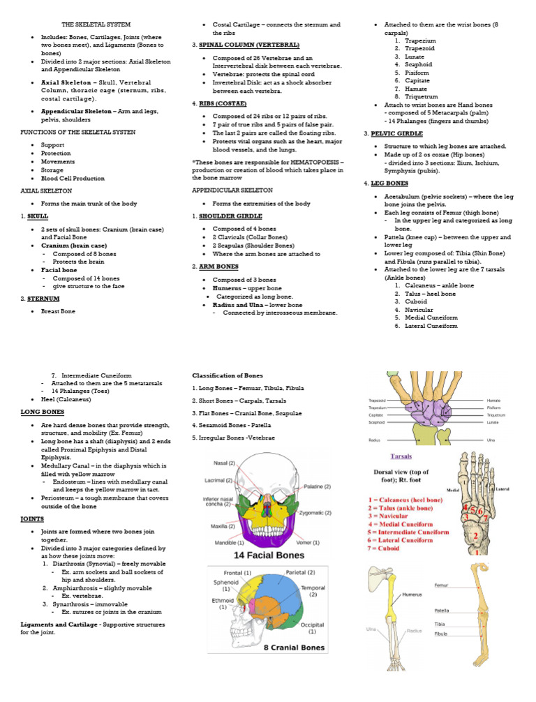 Skeletal System | PDF | Skeleton | Pelvis