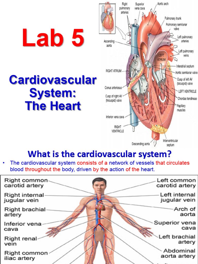 Lab 5 Cardiovascular System - The Heart | PDF | Heart Valve | Heart