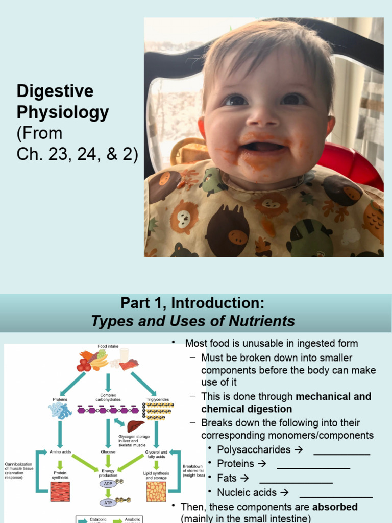 Digestive Physiology CH 23-24 Lecture | PDF | Digestion | Carbohydrates Digestive Physiology CH 23-24 Lecture | PDF | Digestion | Carbohydrates