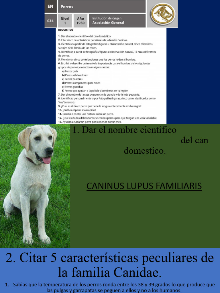 Características y taxonomía del perro | PDF | del perro | Canidae