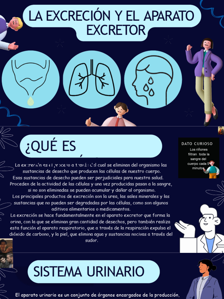 Excreción y Aparato Excretor: Funciones Clave | PDF | Sistema urinario ...