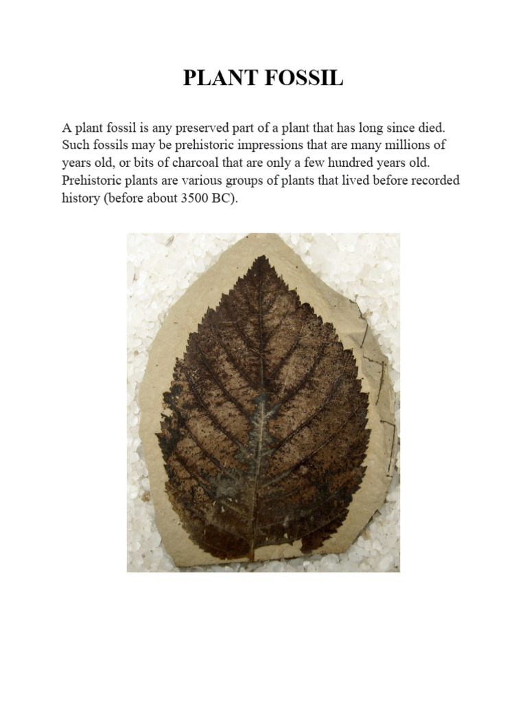 Plant Fossil | PDF | Fossil | Plants