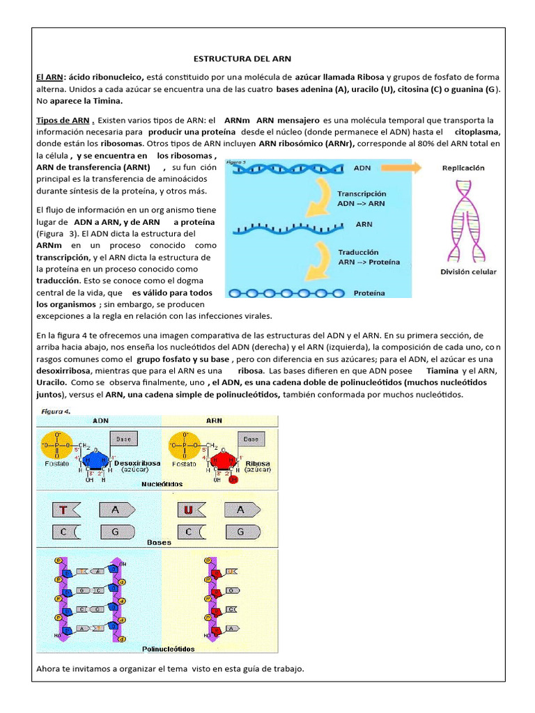 Estructura Del Arn | PDF