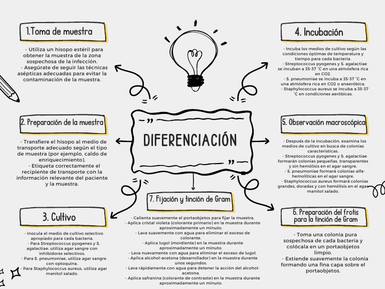 Esquema Lab | Descargar gratis PDF | Staphylococcus Aureus | Estreptococo