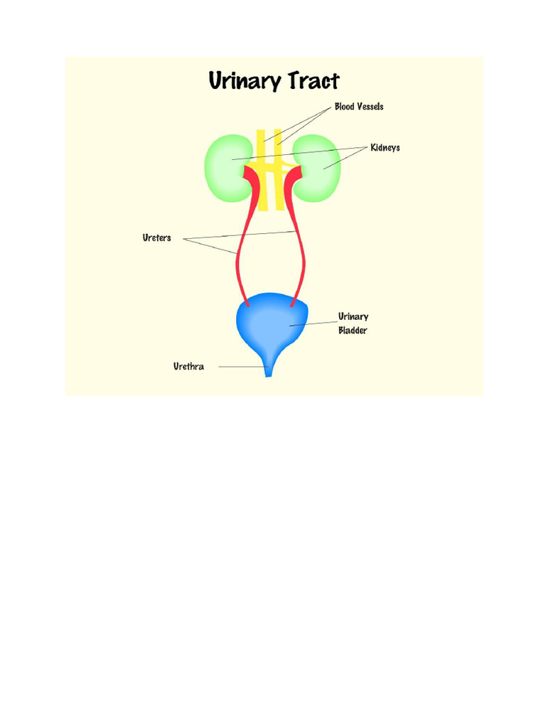 Urinary Tract Basic Anatomy | PDF