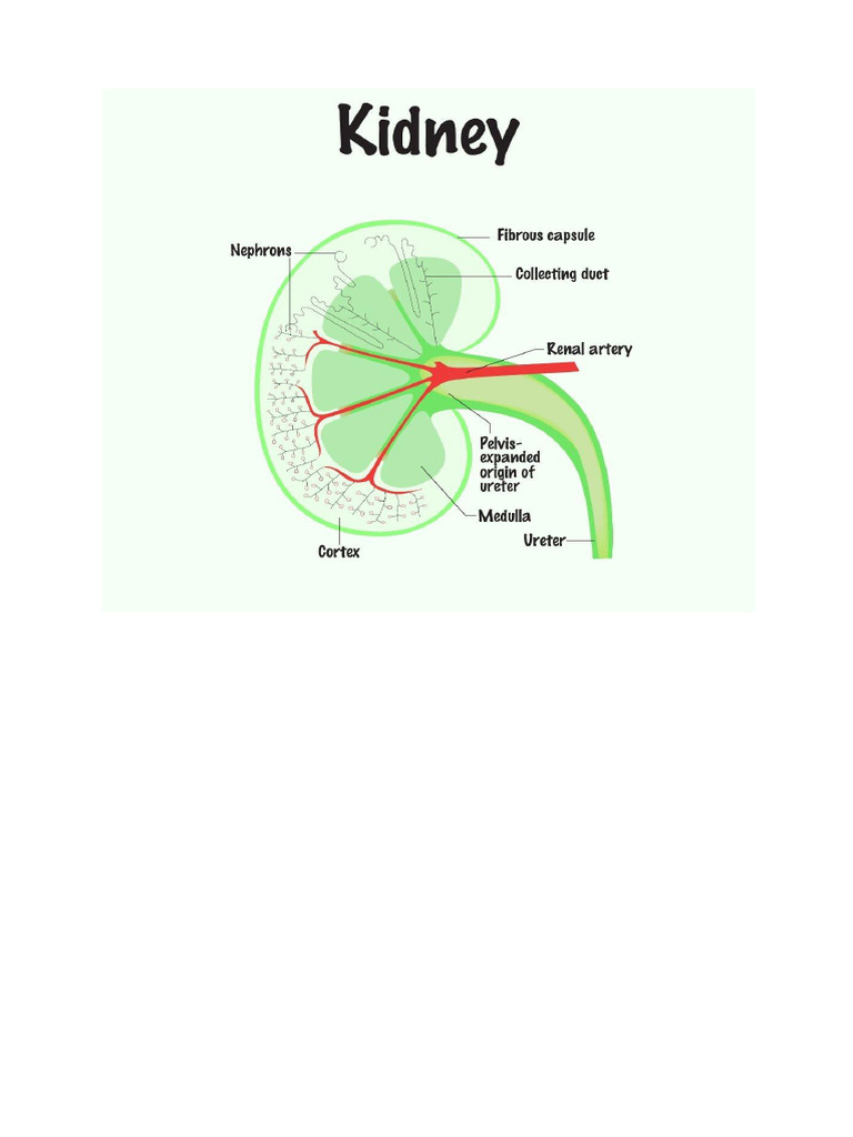 Kidney Parts Basic Anatomy | PDF