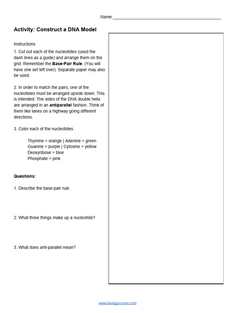 DNA Model Construction Activity Guide | PDF | Teaching Methods ...