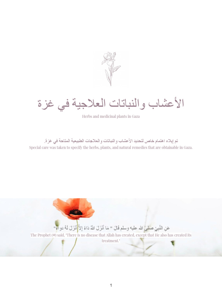 Herbs and Medicinal Plants in Gaza - 2024 | PDF