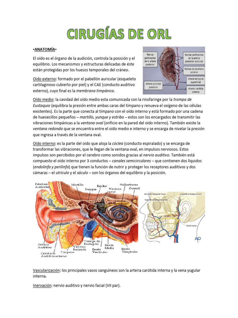 5 - Orl | PDF | Oído | Sistema Auditorio