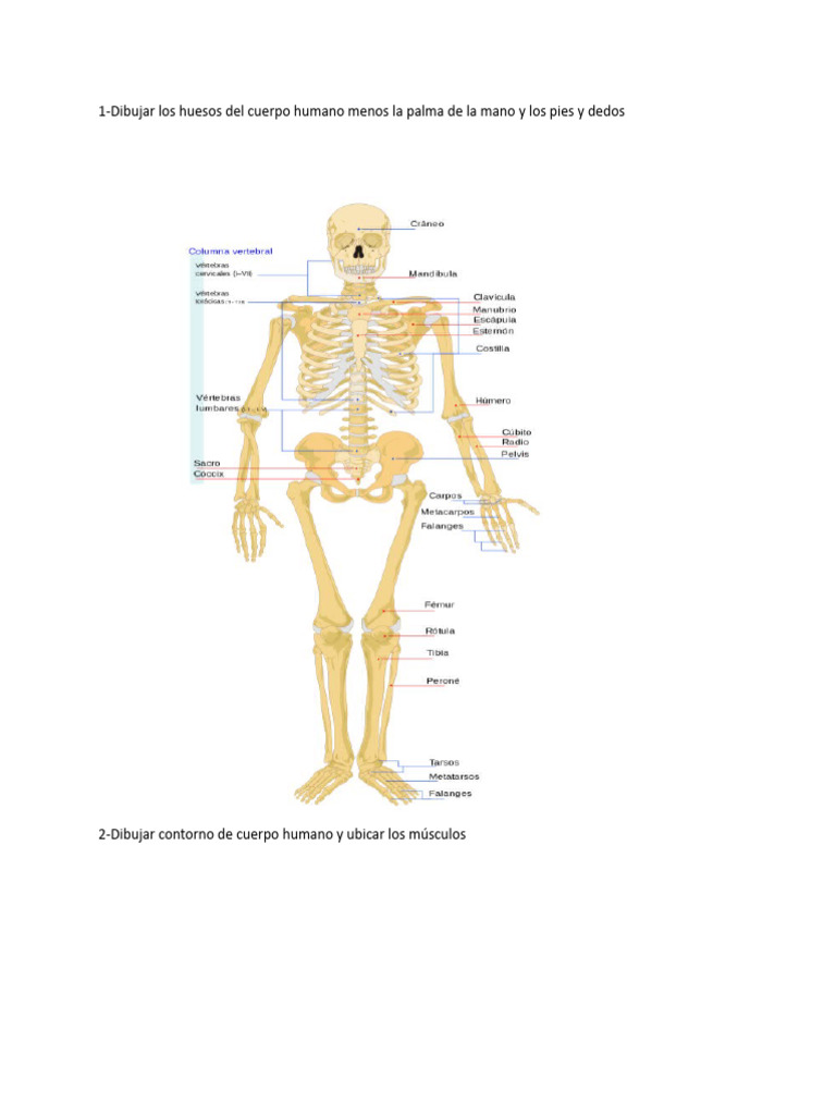 Huesos y Musculos | PDF