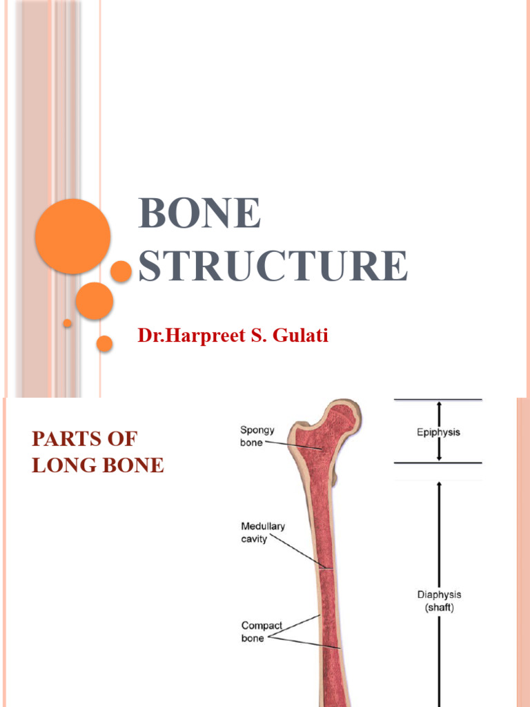 Bone structure | PDF | Bone | Osteoblast
