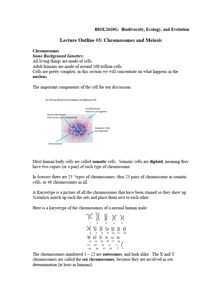 03.Chromosomes and Meiosis | PDF | Meiosis | Chromosome