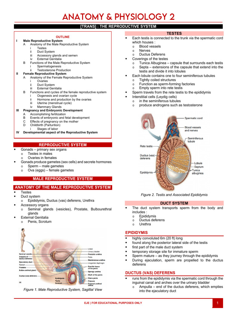 14 Reproductive System 1 | PDF | Menstrual Cycle | Ovary