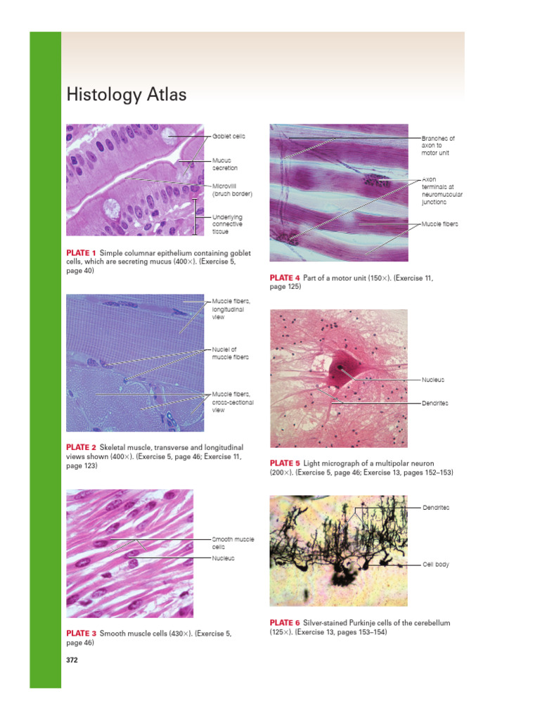 Histology Atlas: Muscle and Nerve Structures | PDF | Axon | Epithelium