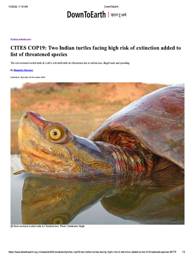 Two Indian turtles | PDF