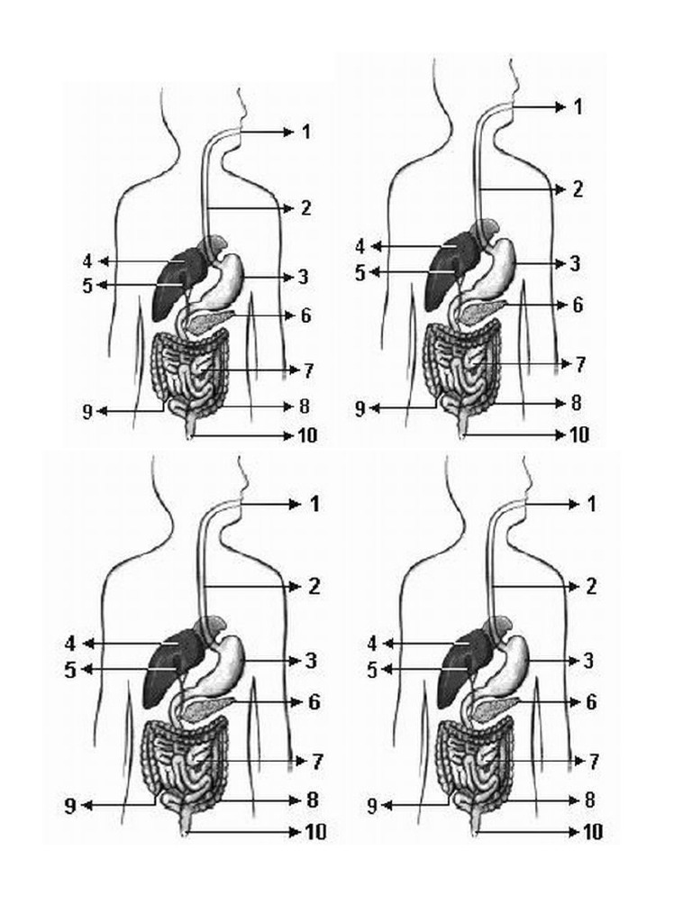 Digestaõ Esquema | PDF