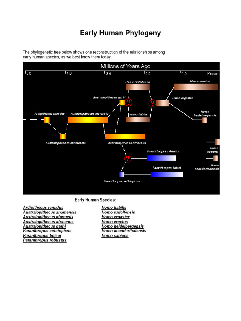 Early Human Phylogeny | PDF | Homo | Neanderthal