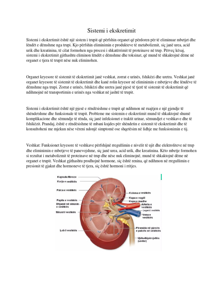 Sistemi I Ekskretimit Bio Heldi | PDF