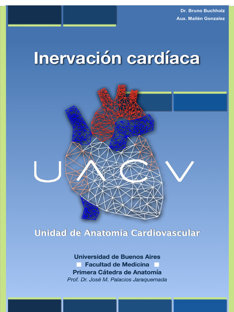 Inervación del Corazón: Sistema Nervioso | PDF | Corazón | Sistema nervioso