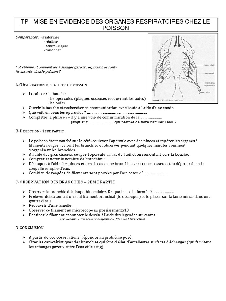 TP Dissection Poisson | PDF | Branchie