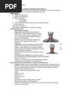 Musculos de La Nuca | PDF | Anatomía humana | Sistema musculoesquelético