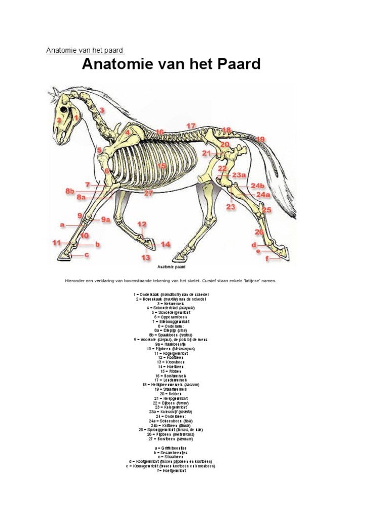Anatomie Van Het Paard | PDF